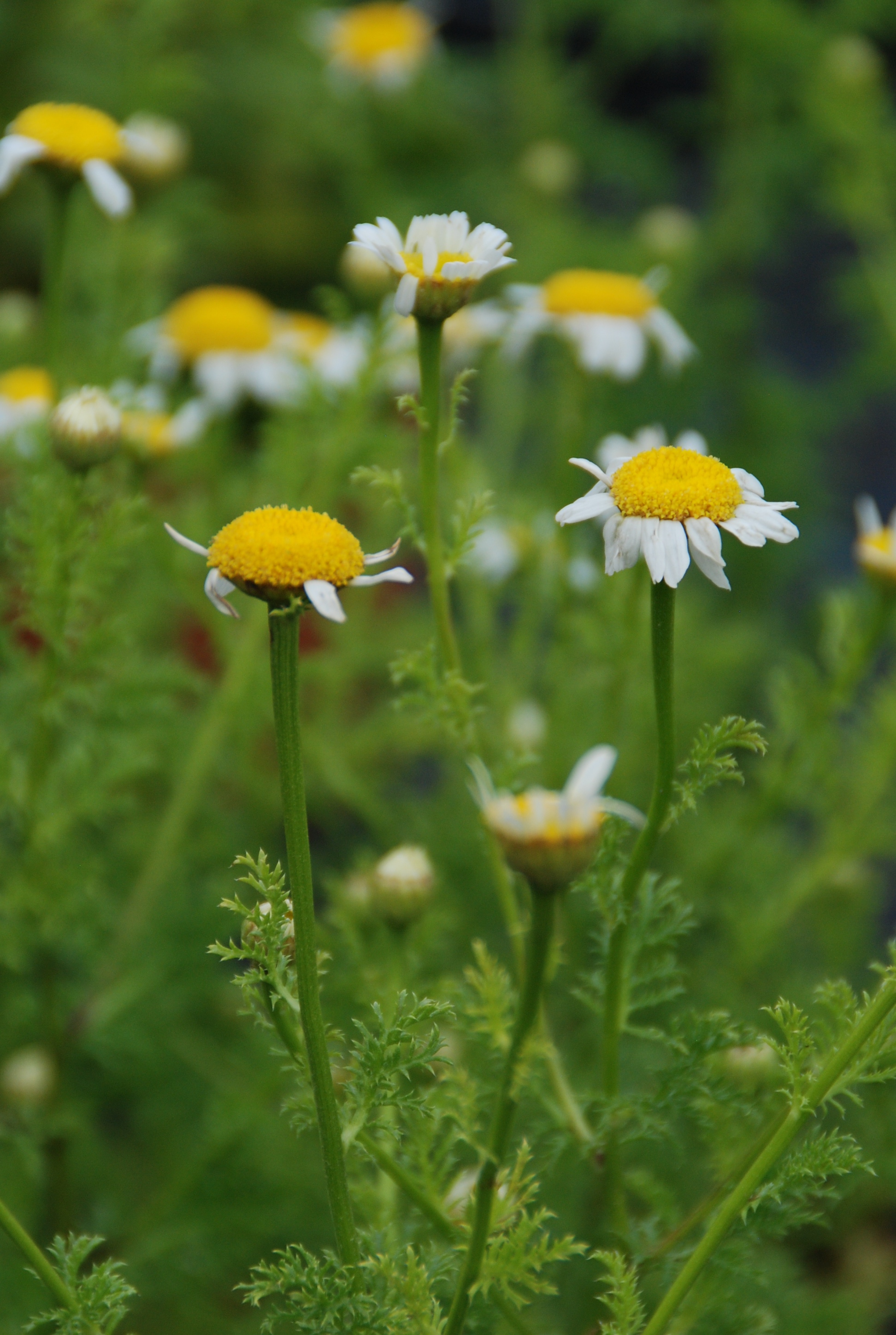 Bertram – Anacyclus officinarum, Syn. Anthenis pyrethrum | Gärtnerei ...