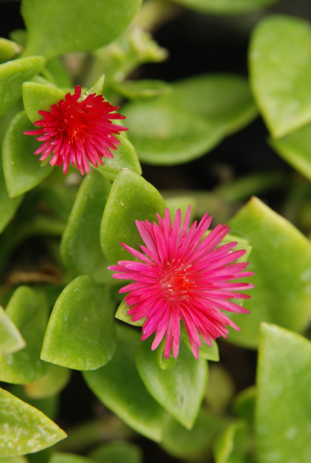 Aptenia Cordifolia Kaufen