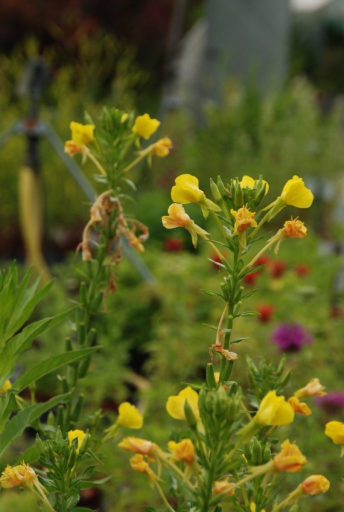 Nachtkerze – Oenothera biennis – Gärtnerei – Online-Kräuterversand ...