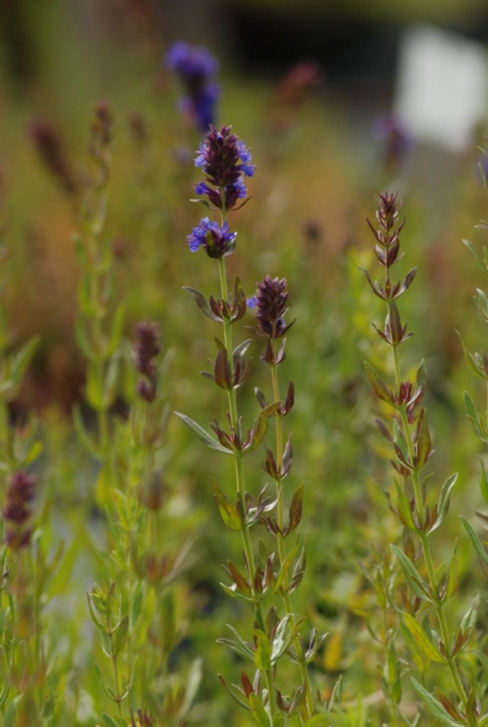 Ysop – Hyssopus officinalis – Gärtnerei – Online-Kräuterversand – Evi Gampl