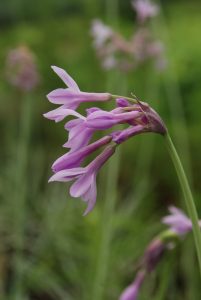 Knoblauch, Zimmerknoblauch, Knoblauchgras – Tulbaghia violacea ...