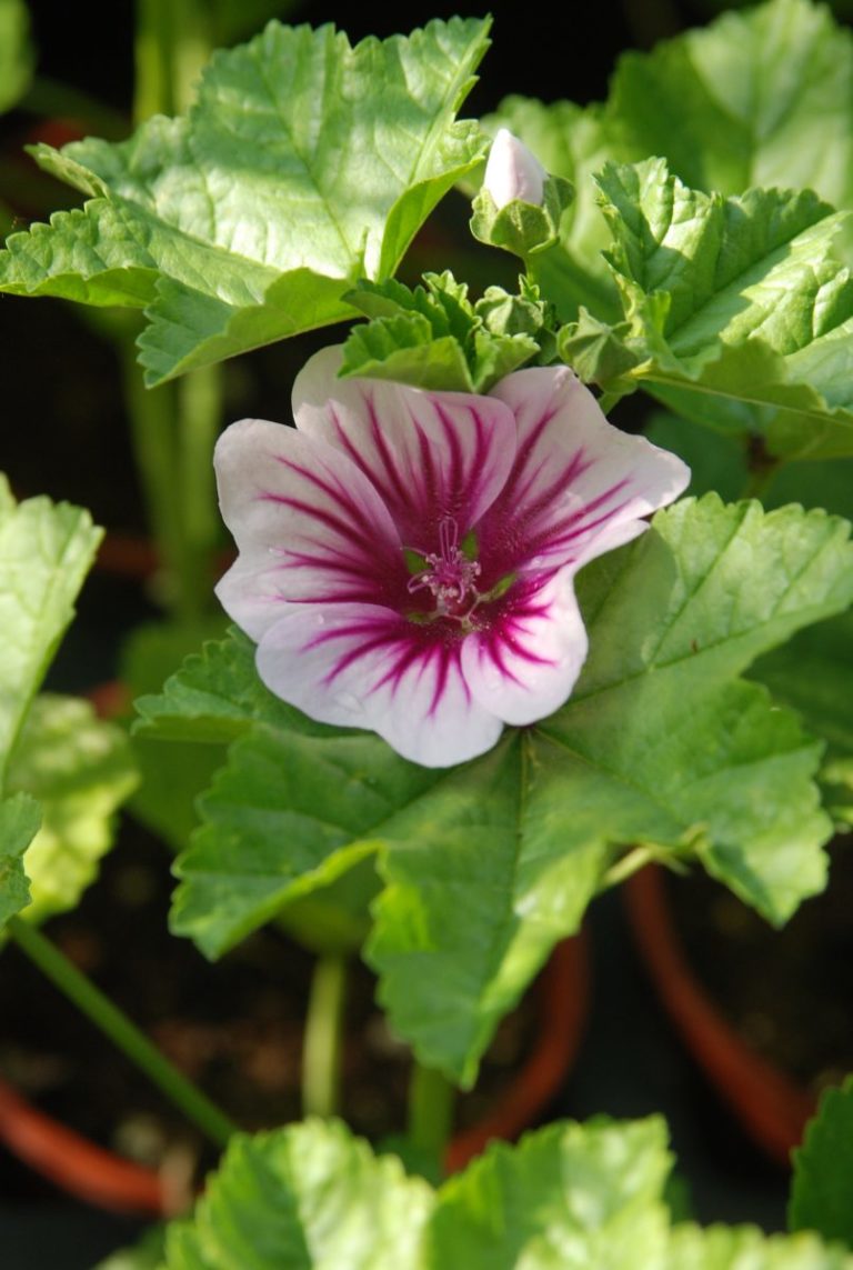 Wilde Malve – Malva sylvestris ‚Zebrina‘ – Gärtnerei – Online ...