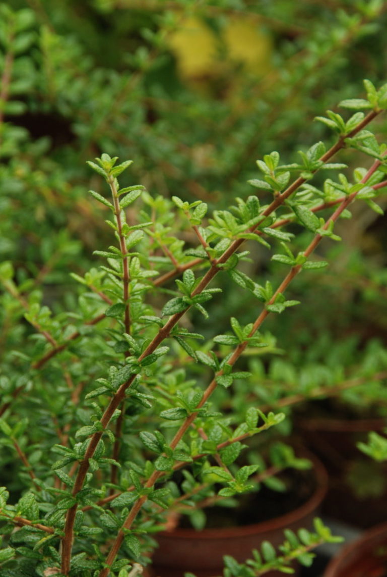 Moujean-Tee – Nashia inaguensis – Gärtnerei – Online-Kräuterversand ...