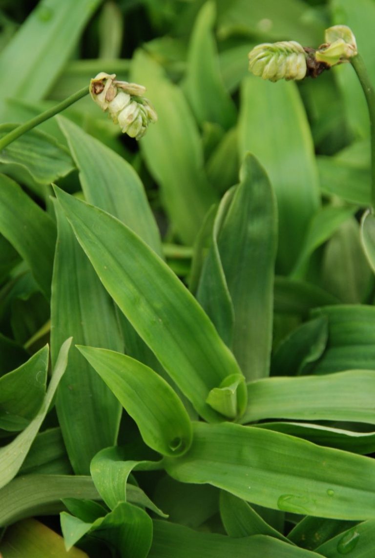 Murdannia – Murdannia loriformis – Gärtnerei – Online-Kräuterversand ...