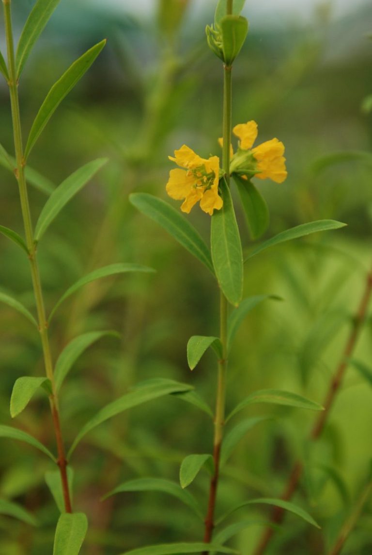 Sinicuichi, Abre-o-sol „Sonnenöffner“, Herva da Vida „Lebenskraut ...
