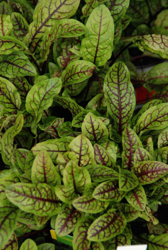 Blutampfer – Gärtnerei – Online-Kräuterversand – Evi Gampl