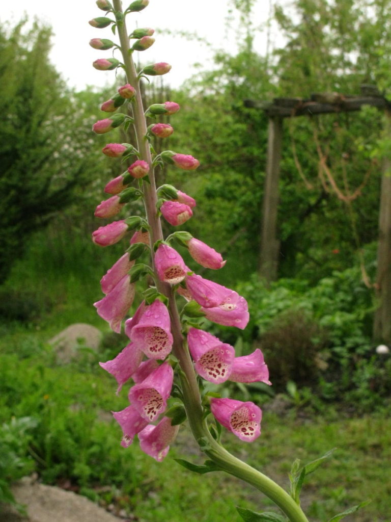 Fingerhut, Roter – Digitalis purpurea (giftig) – Gärtnerei – Online ...