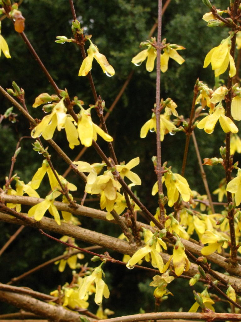 Chinesische Heilforsythie, Lian Qiao – Forsythia suspensa – Gärtnerei ...