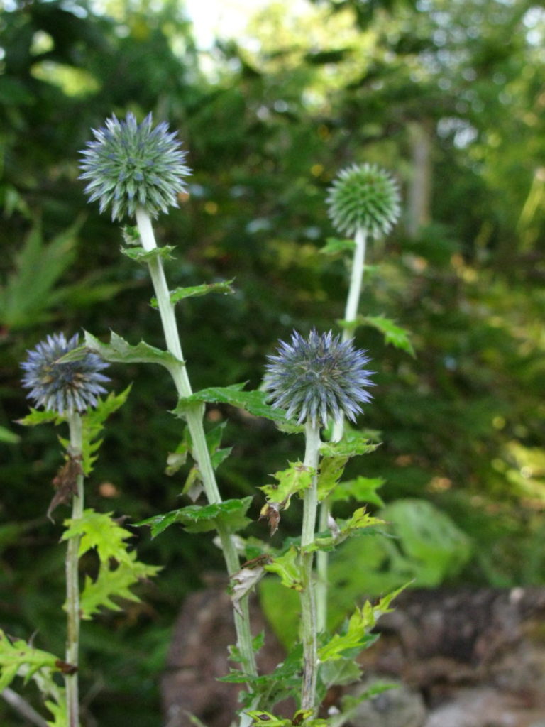 Kugeldistel – Echinops ritro – Gärtnerei – Online-Kräuterversand – Evi ...