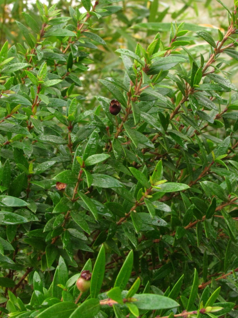 Brautmyrte – Myrtus communis – Gärtnerei – Online-Kräuterversand – Evi ...